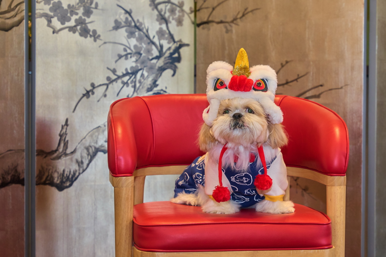 Yuzu Suki สาขาทองหล่อ เปิดตัว Pet Friendly Zone ต้อนรับสัตว์เลี้ยงตัว ...